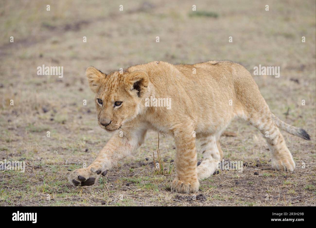 African Lion cub Lion lion, lions (Panthera leo), big cats, predators ...