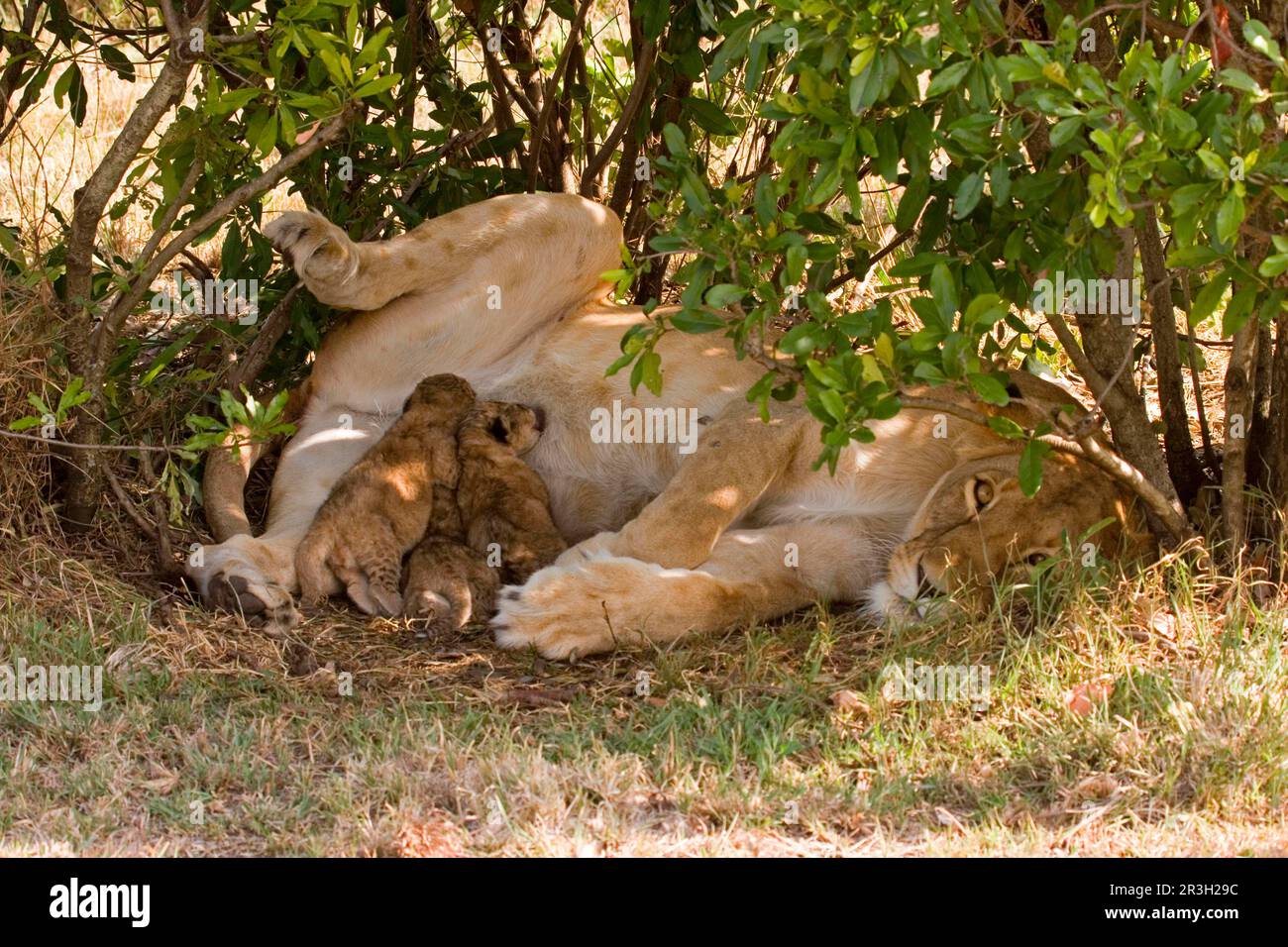 African lion cubs Lion cubs, lions (Panthera leo), big cats, predators ...