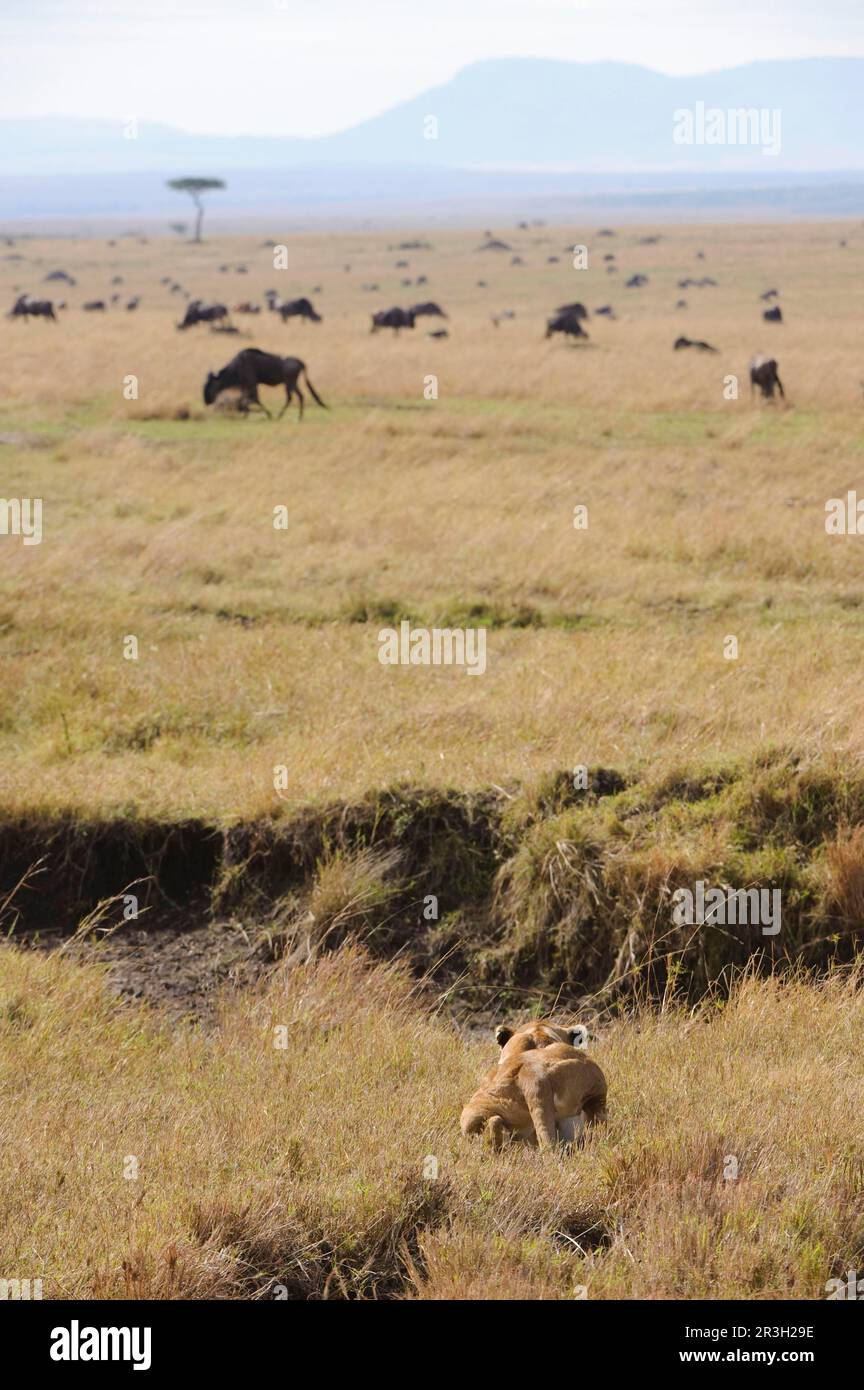 Lion (Panthera leo), adult female, hunting, stalking white-tailed ...