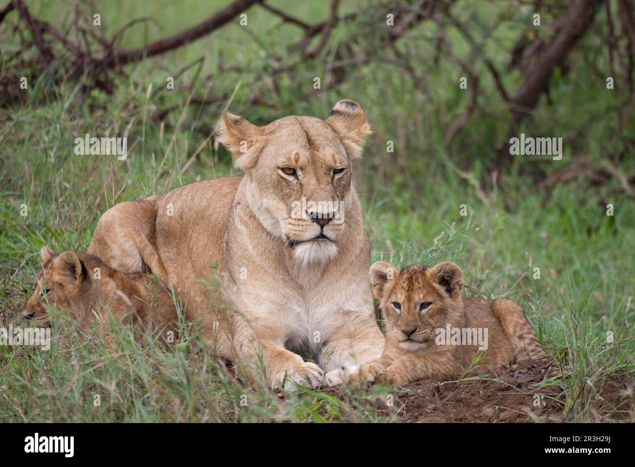African Lion Niche Lion niche lions (Panthera leo), lions, predatory ...