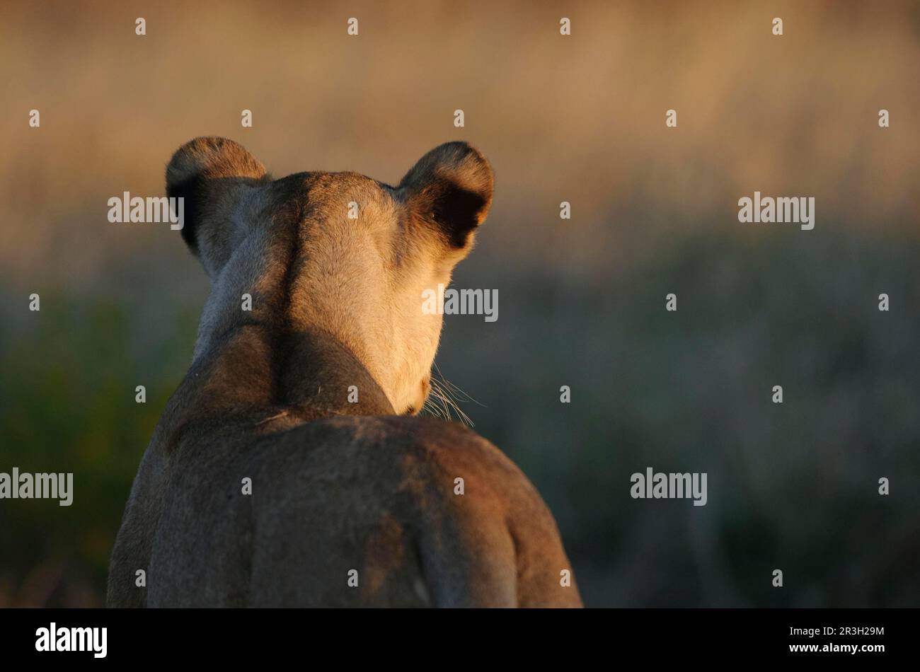 African Lion Niche Lion Niche lions (Panthera leo), lions, predators ...