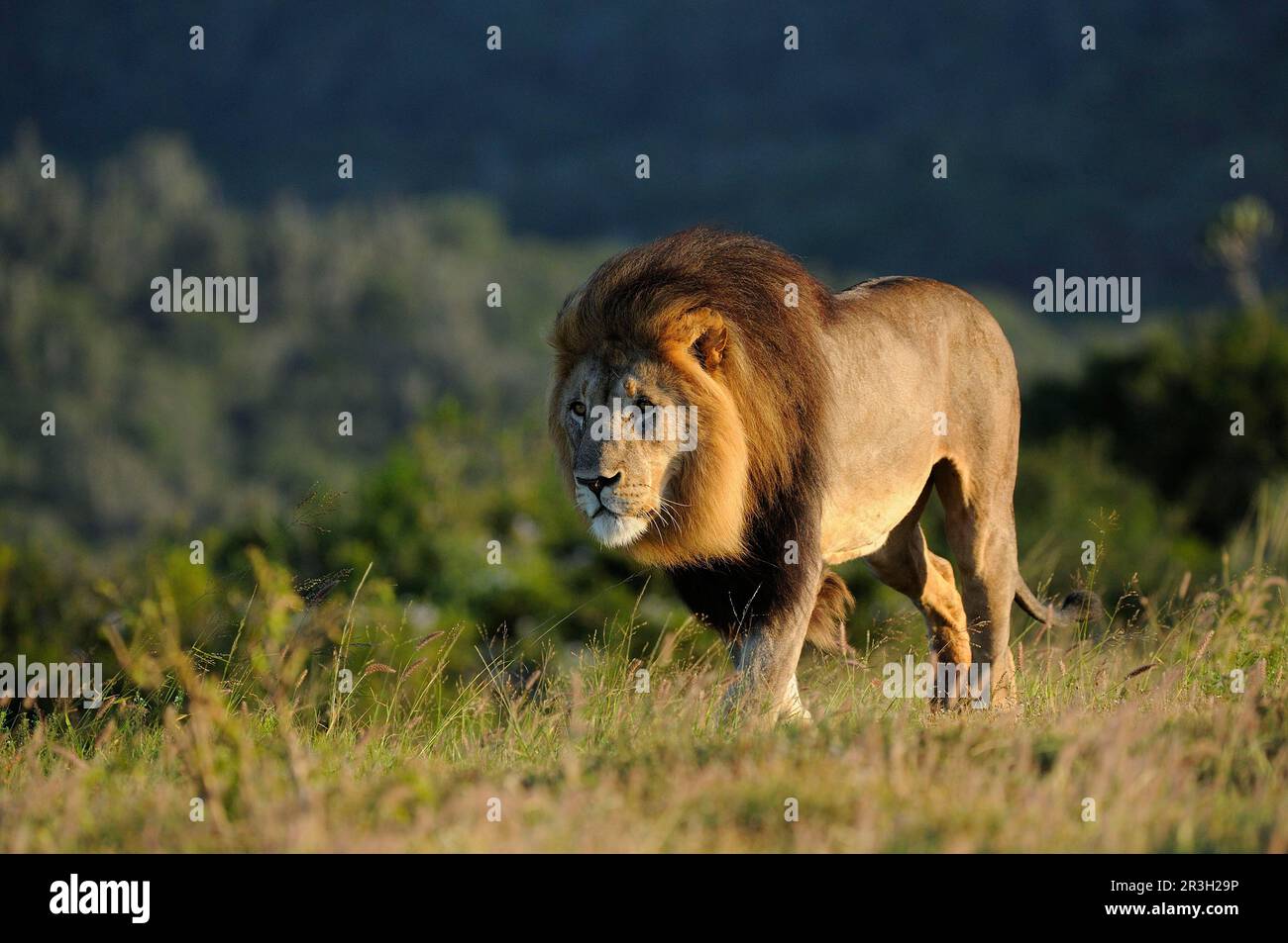 African Lion (Panthera leo) Niche Lion adult male, walking, Eastern ...