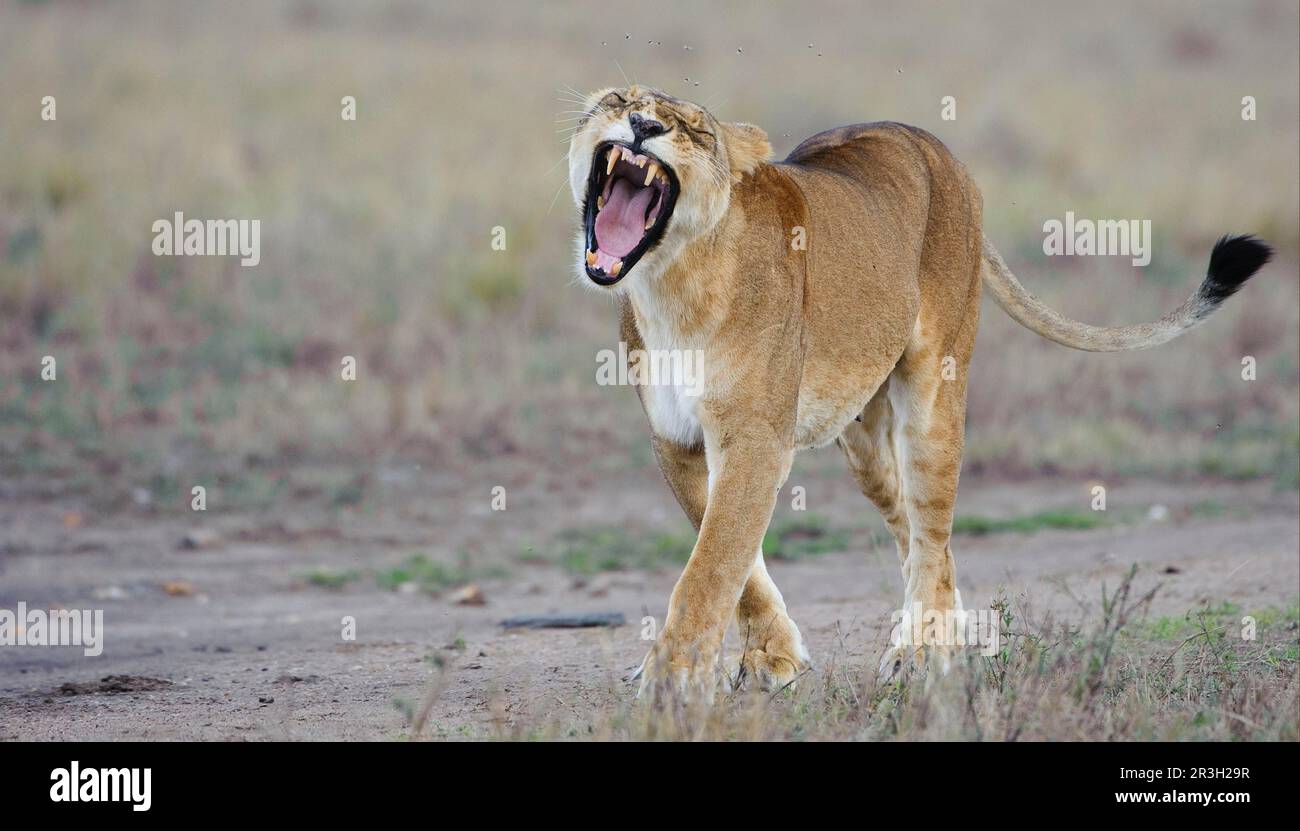 African Lion Niche Lion Niche lions (Panthera leo), lions, big cats ...