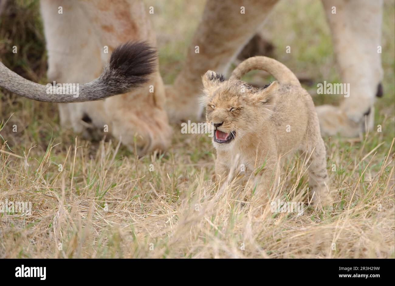 African Lion cub Lion lion, lions (Panthera leo), predators, mammals ...