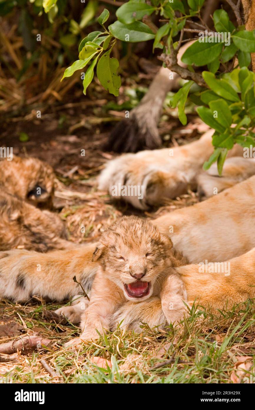 African lion cub Lion lion, lions (Panthera leo), predatory cats ...