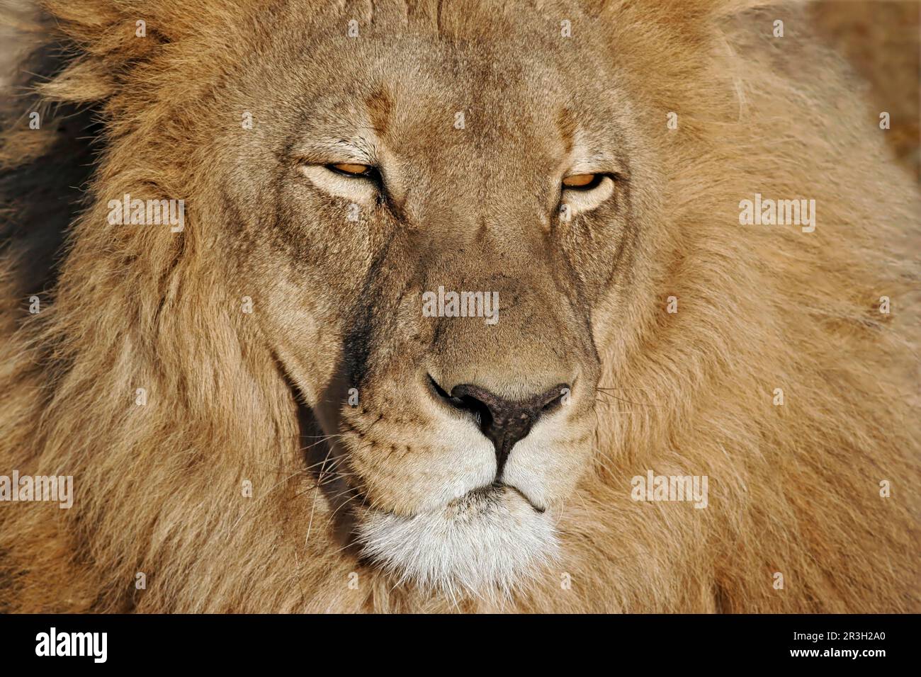 African Lion Niche Lion Niche lions (Panthera leo), lions, predators ...