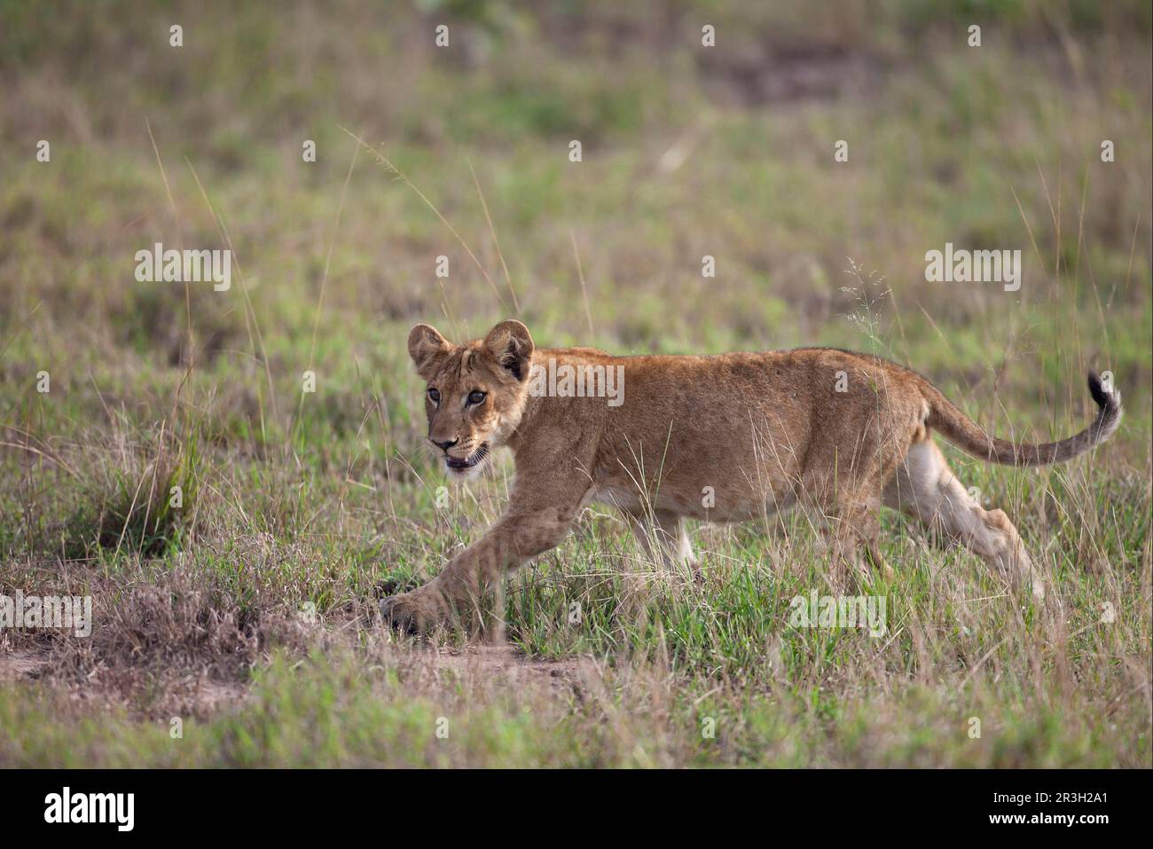African Lion cub Lion lion, lions (Panthera leo), big cats, predators ...