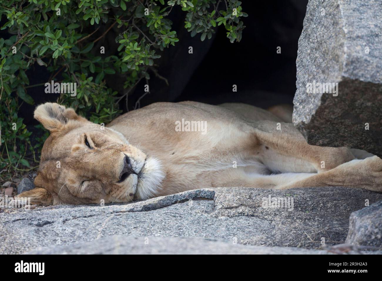 African Lion Niche Lion Niche lions (Panthera leo), lions, predatory ...