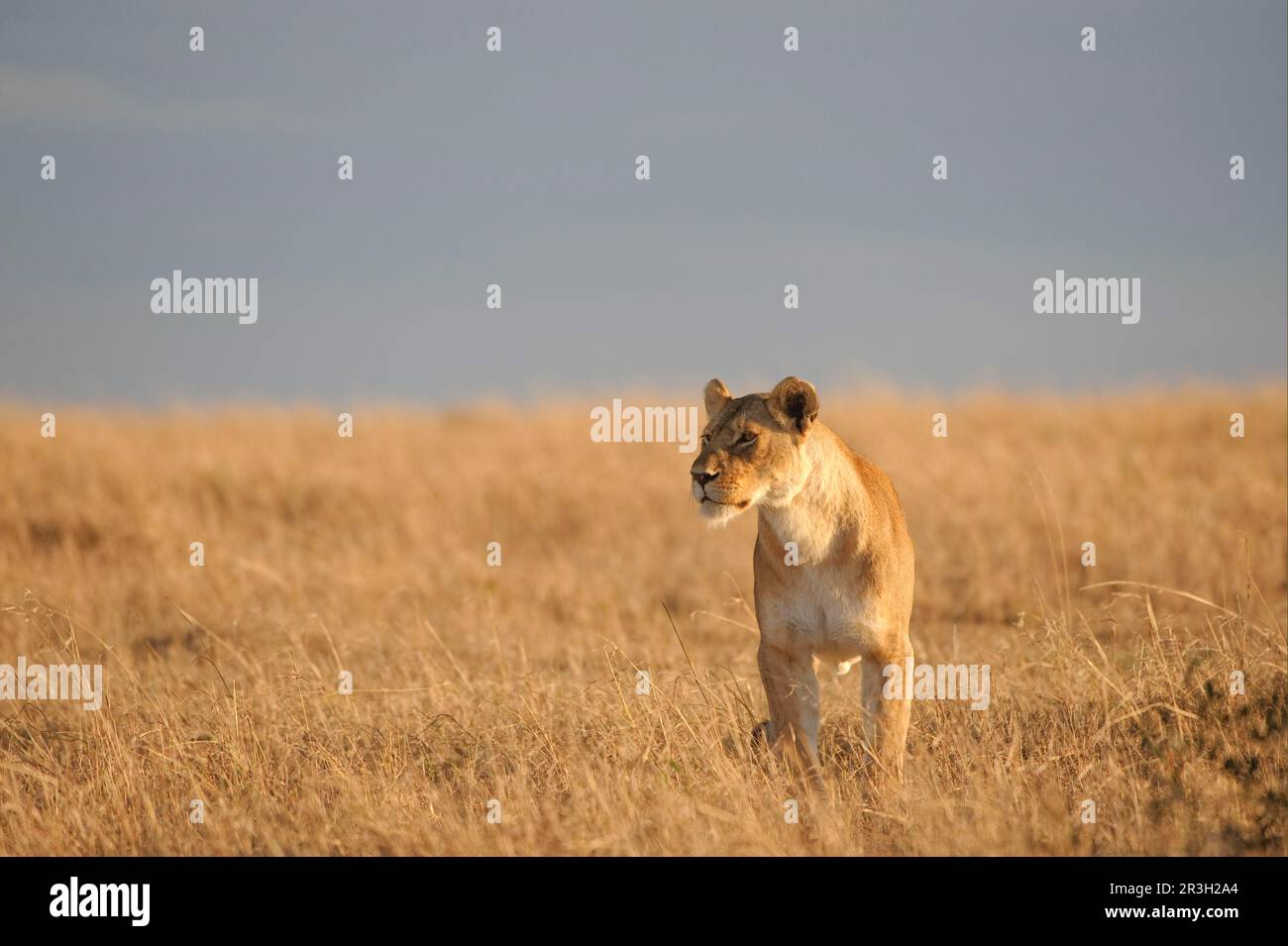 African Lion Niche Lion niche lions (Panthera leo), lions, big cats ...