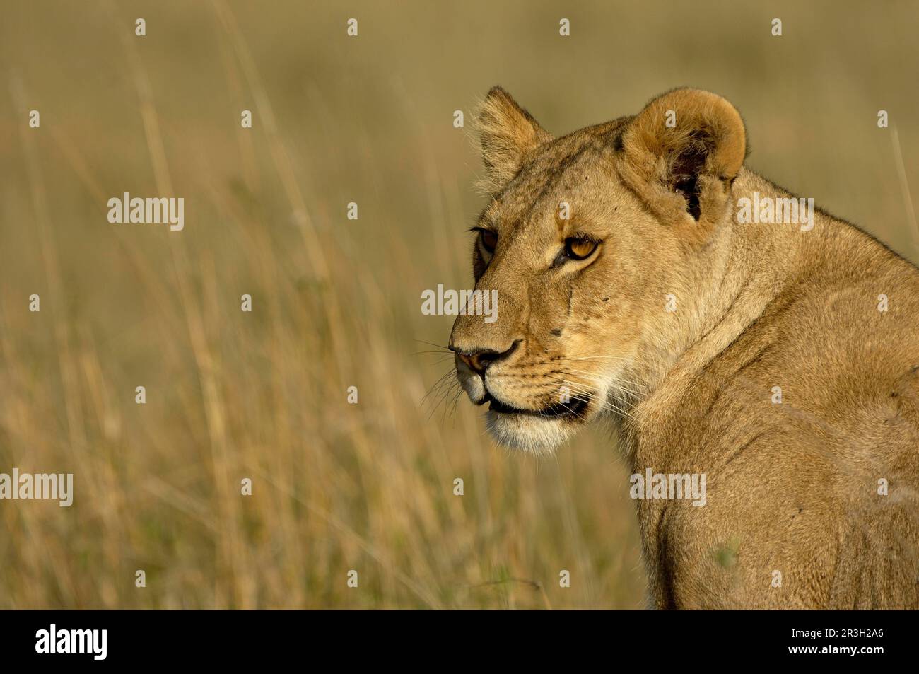 African lion urchin Lion urchin, lions (Panthera leo), big cats ...