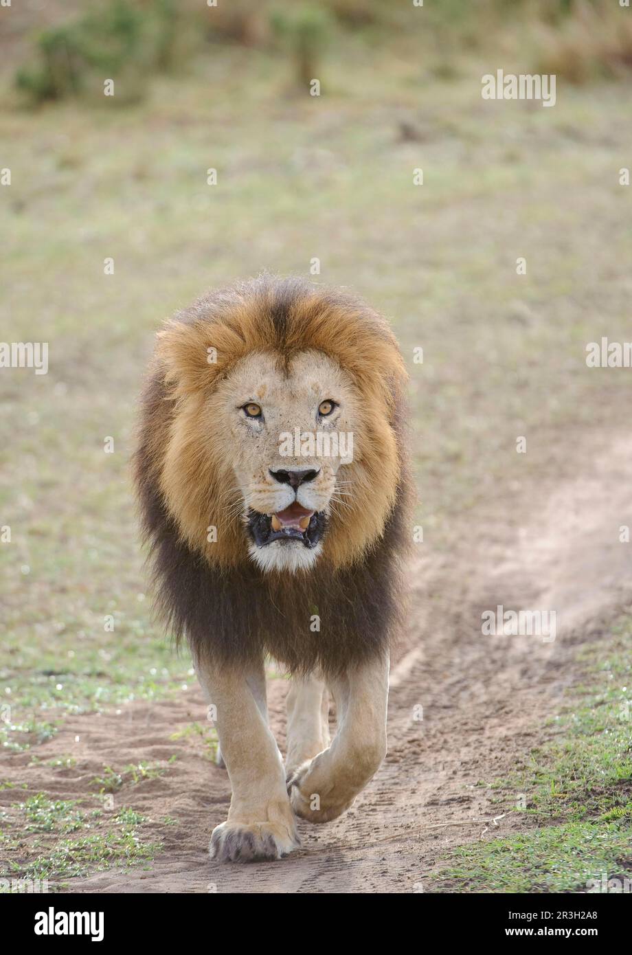 African Lion Niche Lion Niche lions (Panthera leo), lions, big cats ...