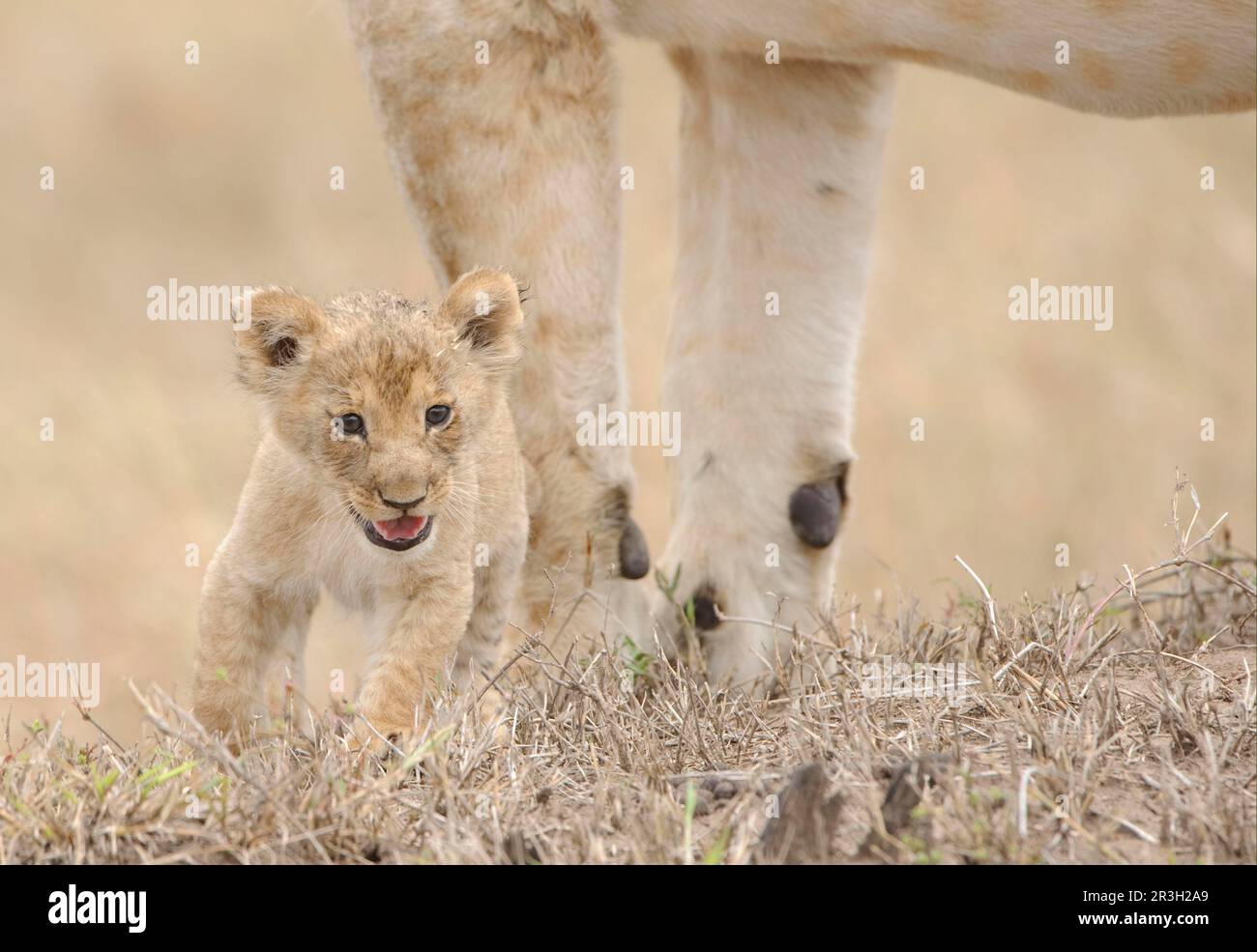 African Lion cub Lion lion, lions (Panthera leo), predators, mammals ...