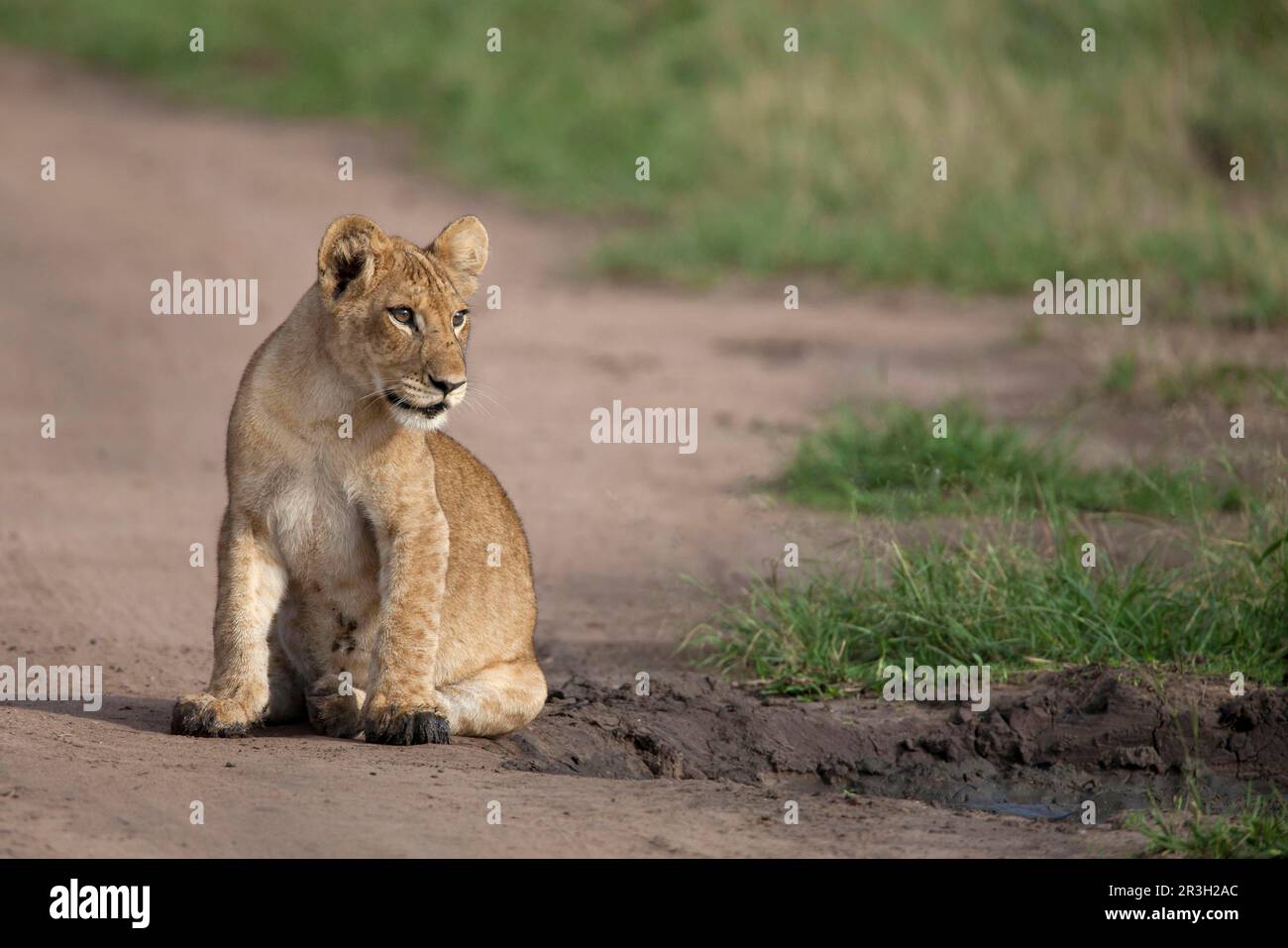 African lion cub Lion lion, lions (Panthera leo), big cats, predators ...