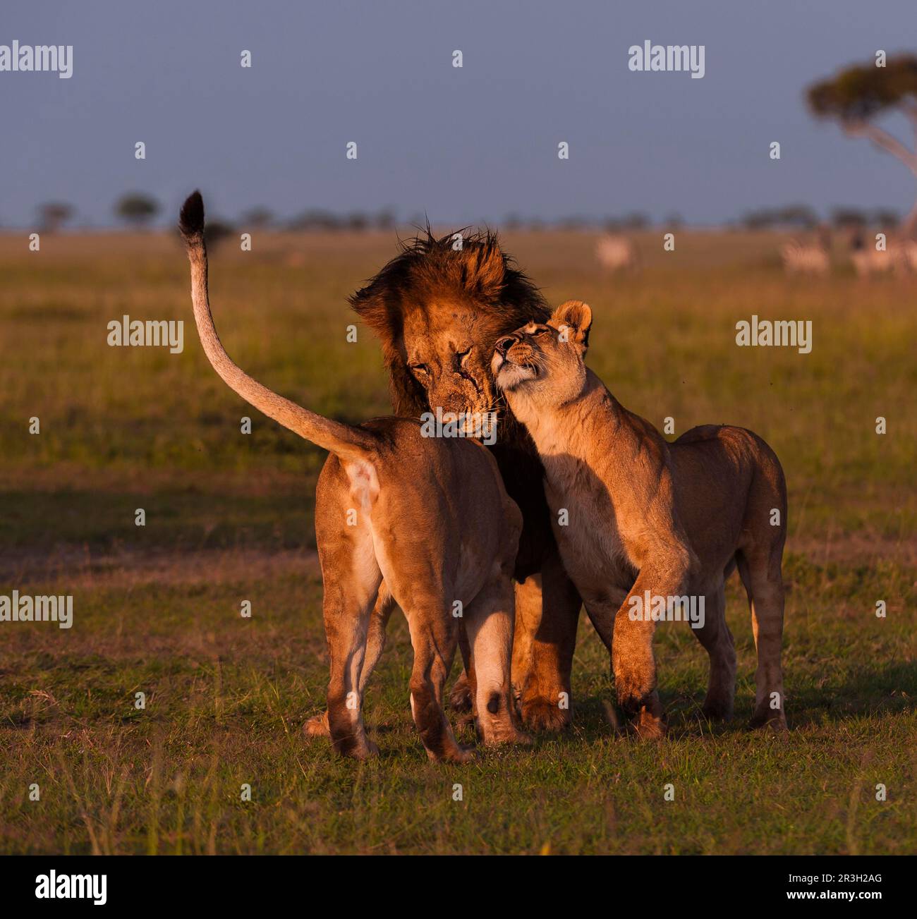 Lions Nuzzling