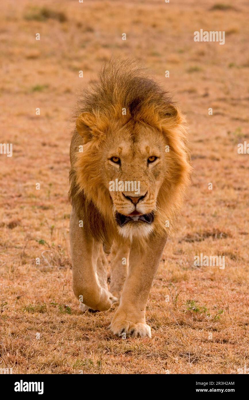 African Lion Niche Lion adult male, walking, Masai Mara, Kenya, lions ...