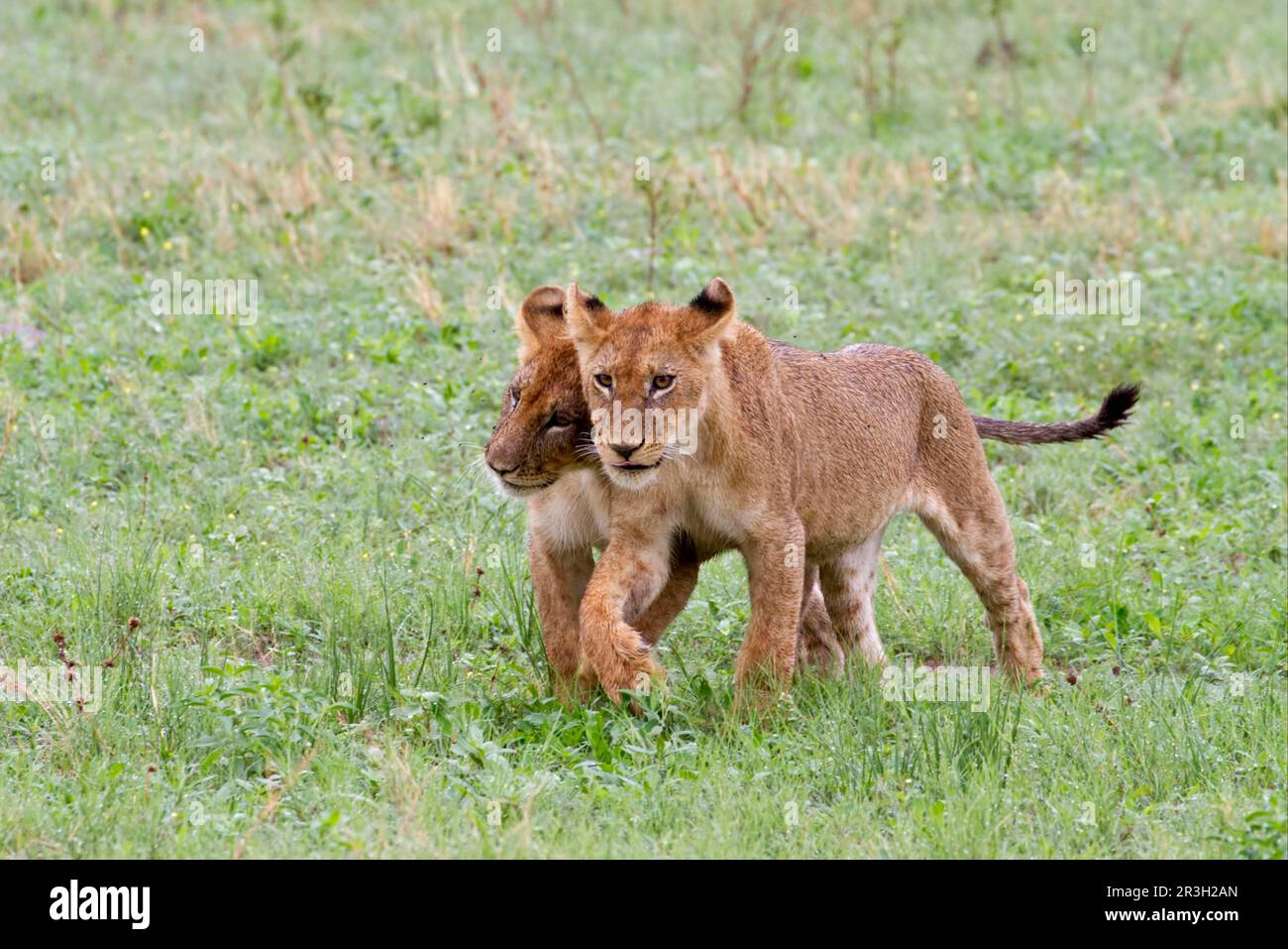 Lion (Panthera leo) two cubs, walking side by side, Savute, Chobe N. P ...