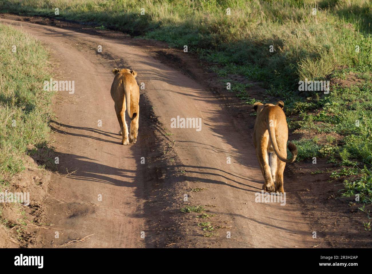 African Lion Niche Lion Niche lions (Panthera leo), lions, big cats ...