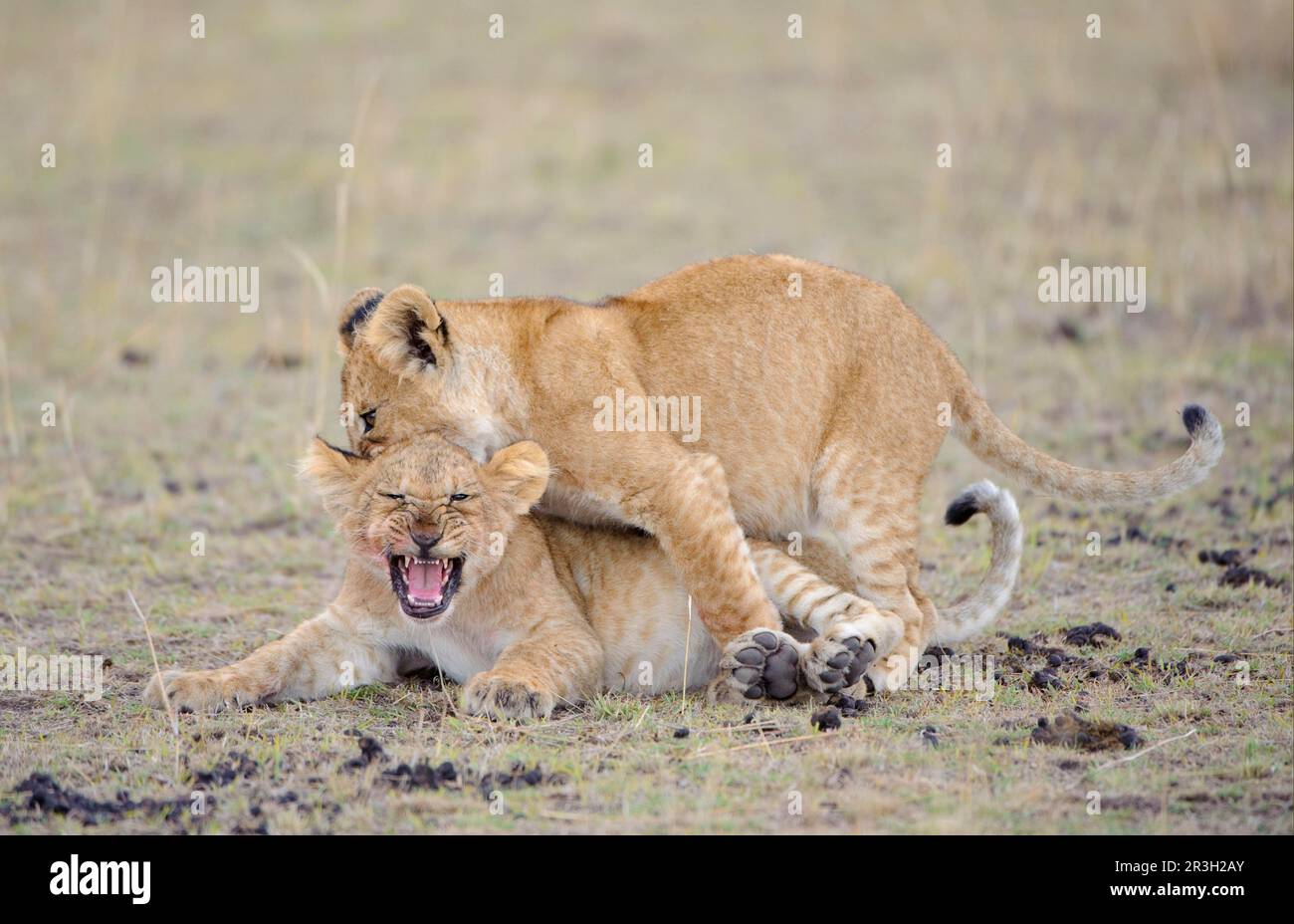 African lion cubs Lion cubs, lions (Panthera leo), big cats, predators ...