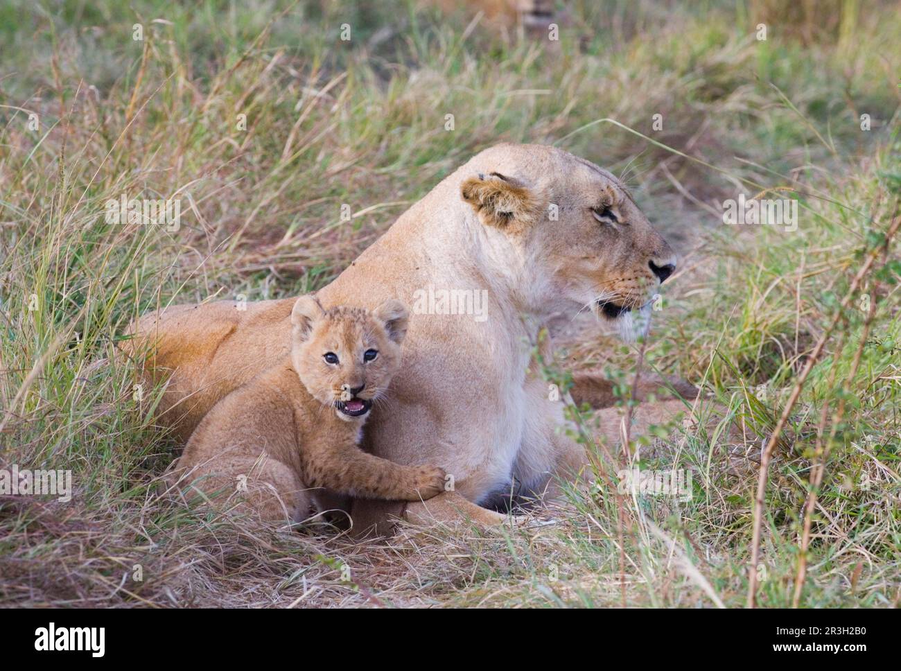 African Lion Niche Lion niche lions (Panthera leo), lions, big cats ...