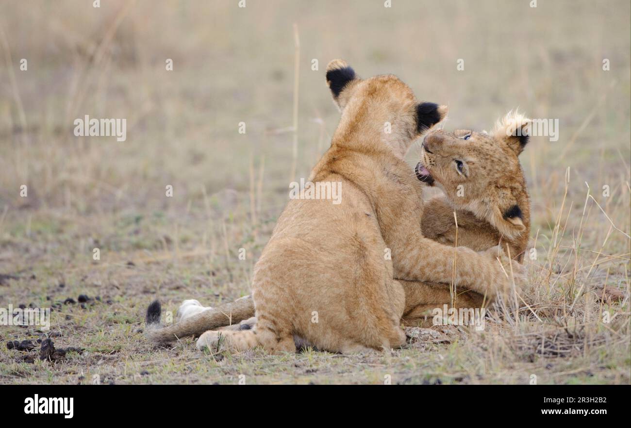 African lion cubs Lion cubs, lions (Panthera leo), big cats, predators ...