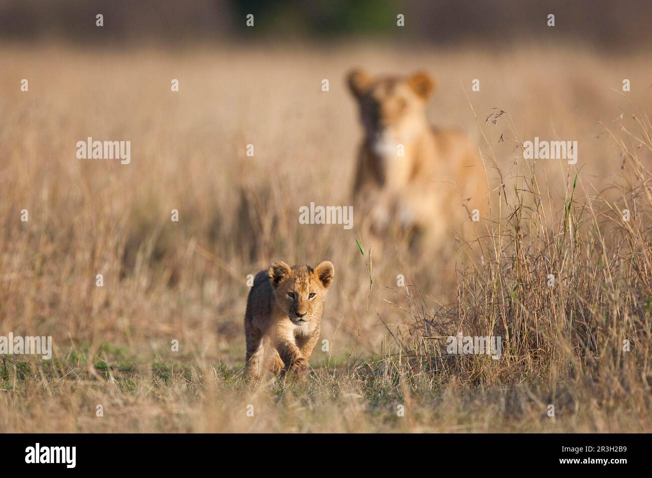 African lion cub Lion lion, lions (Panthera leo), big cats, predators ...
