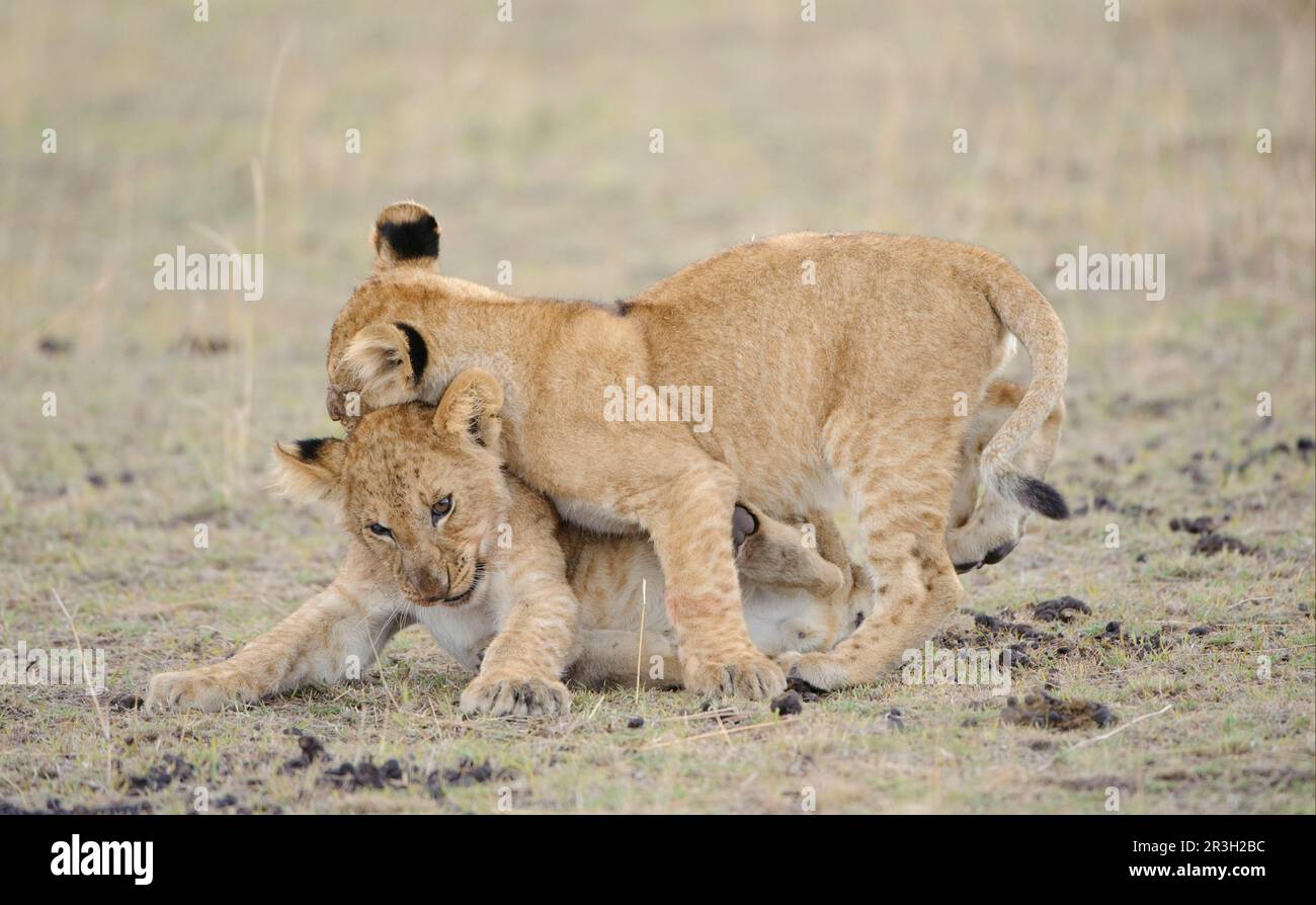 African lion cubs Lion cubs, lions (Panthera leo), big cats, predators, mammals, animals, Lion ...