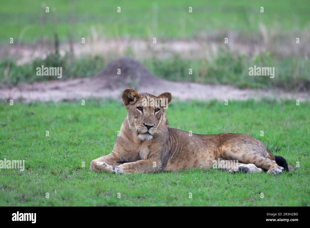 African Lion Niche Lion Niche lions (Panthera leo), lions, big cats ...