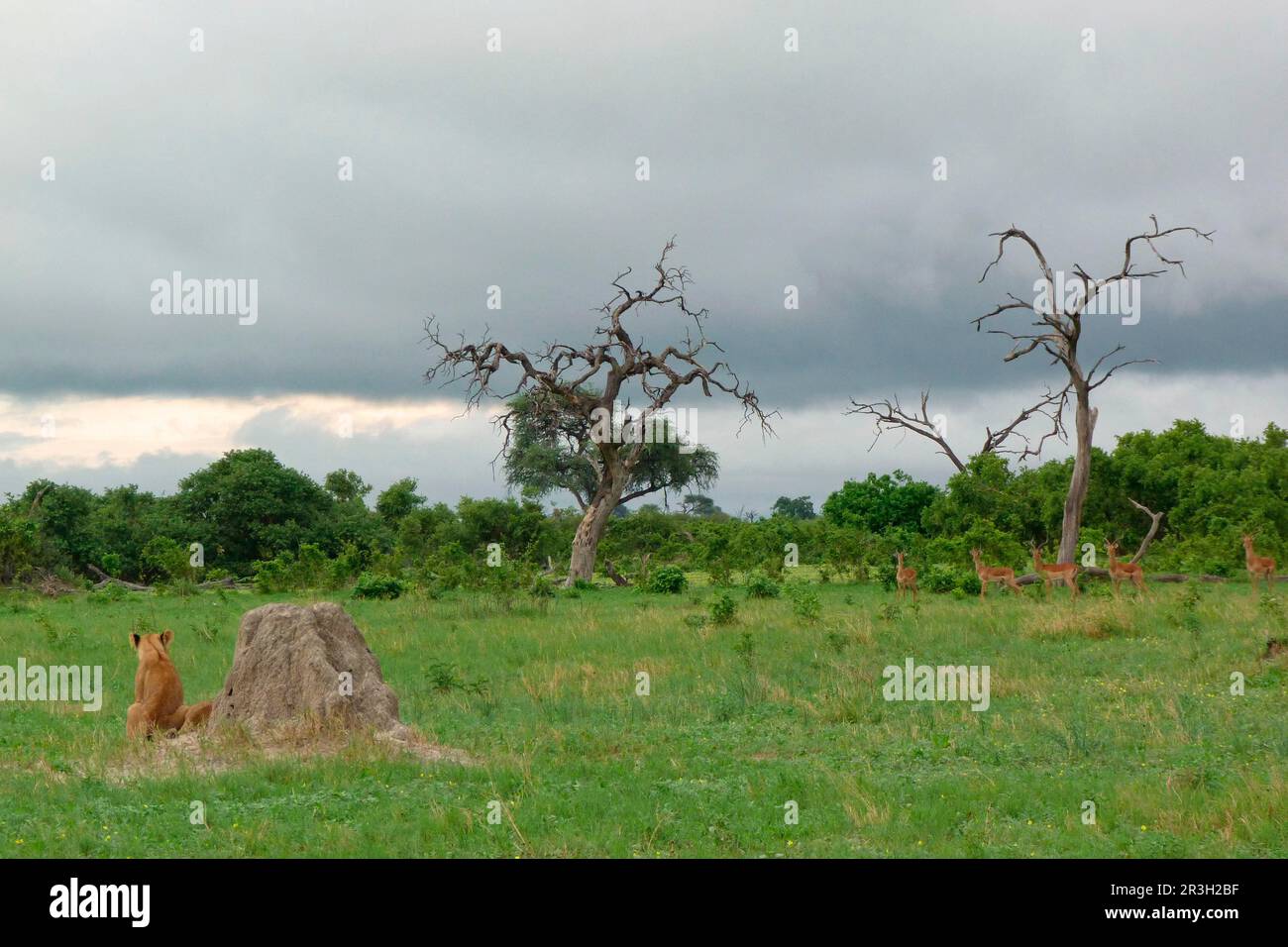 Lion (Panthera leo) immature, sitting beside termite mound, watching ...