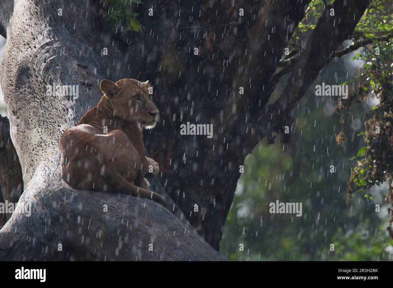 African Lion Niche Lion Niche lions (Panthera leo), lions, big cats ...