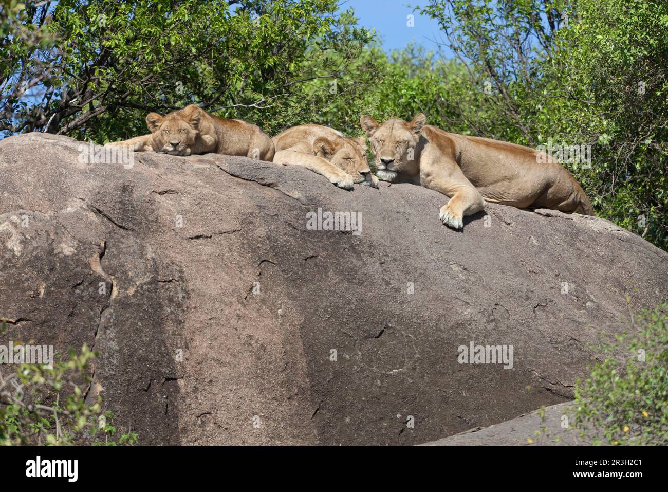 African Lion Niche Lion Niche lions (Panthera leo), lions, big cats ...