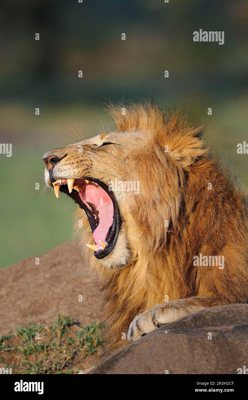 African Lion Niche Lion niche lions (Panthera leo), lions, big cats ...