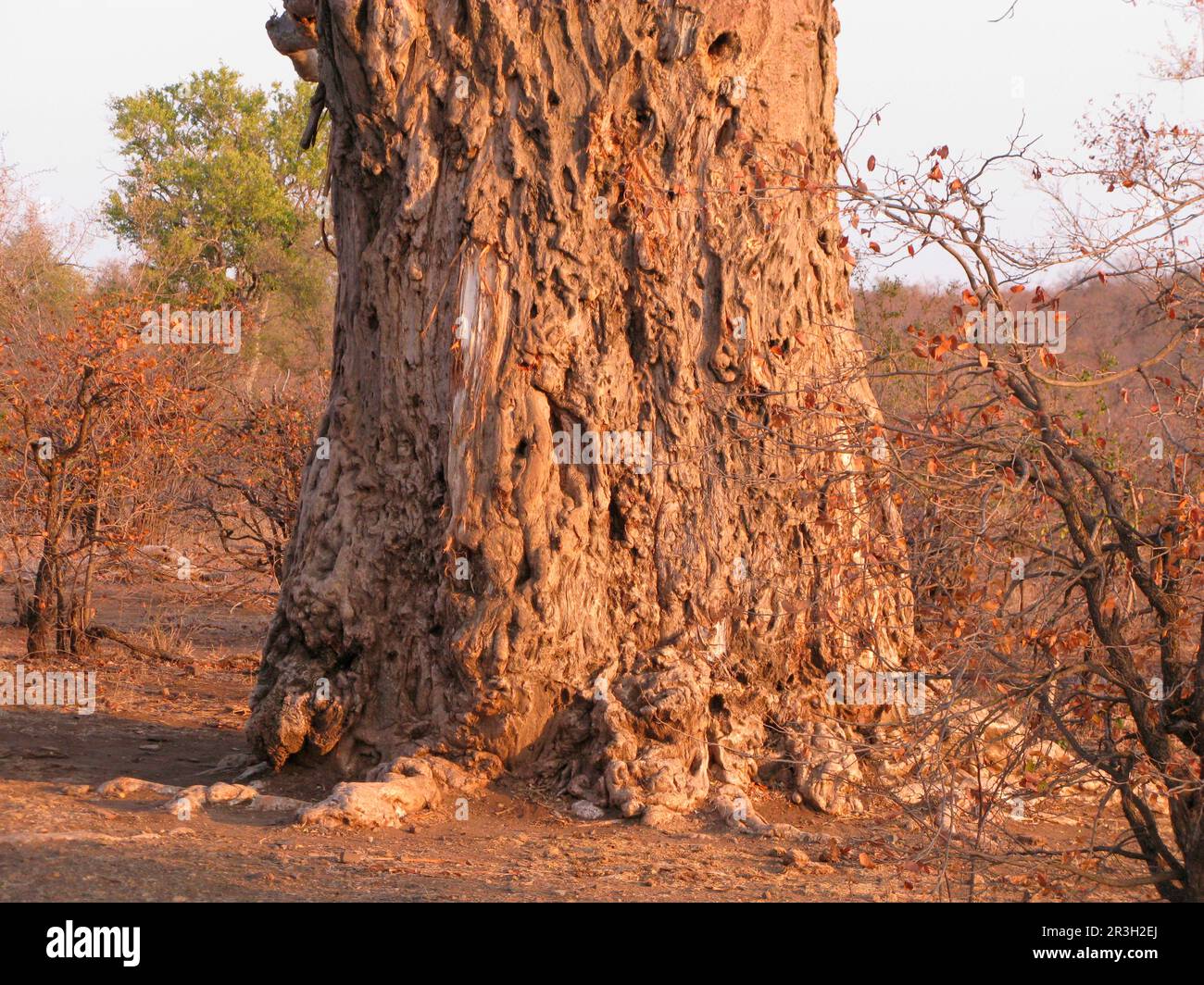 African baobab (Adansonia digitata), mallow family (Bombacaceae ...