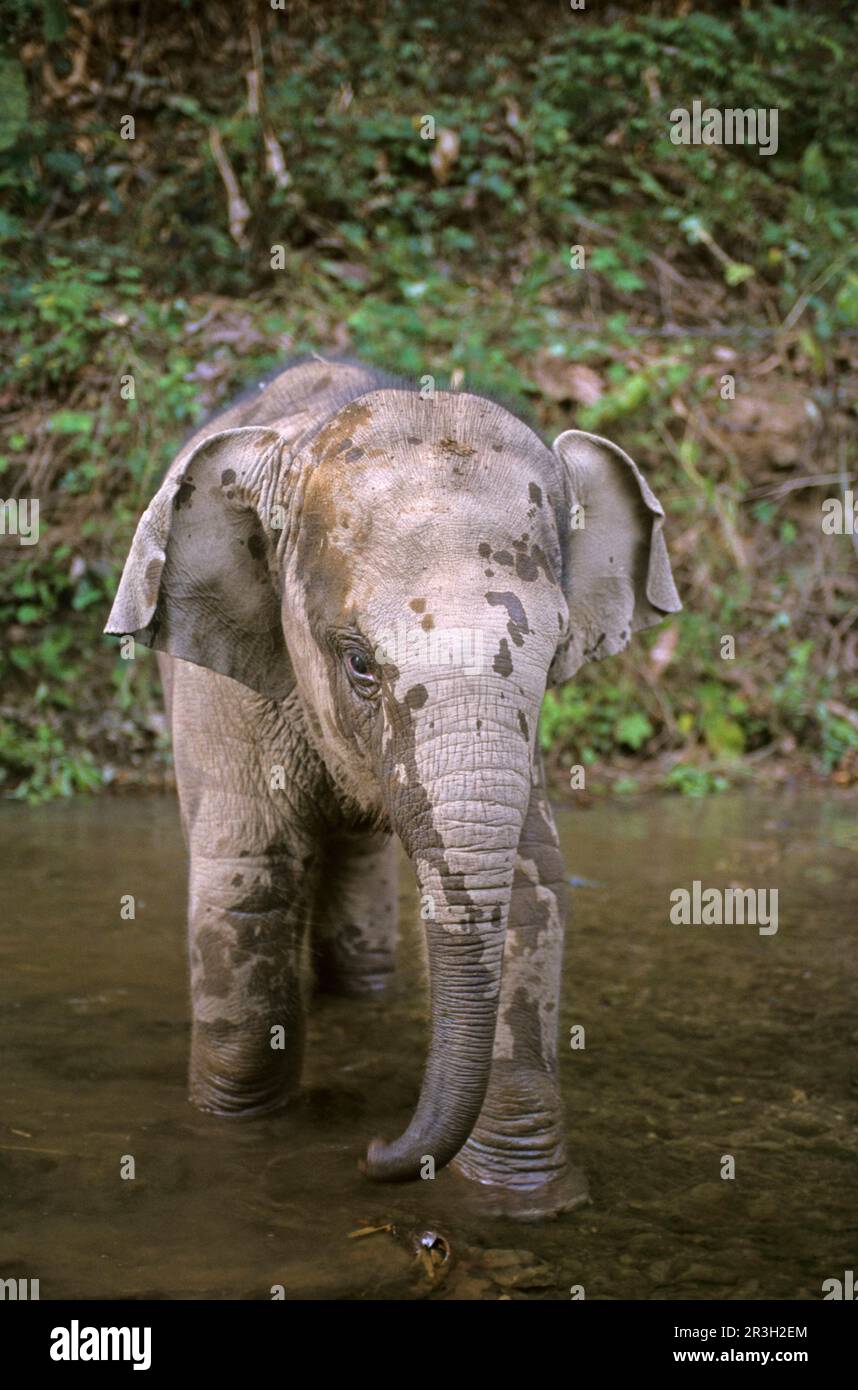 Asian elephant, Indian elephant, asian elephants (Elephas maximus ...