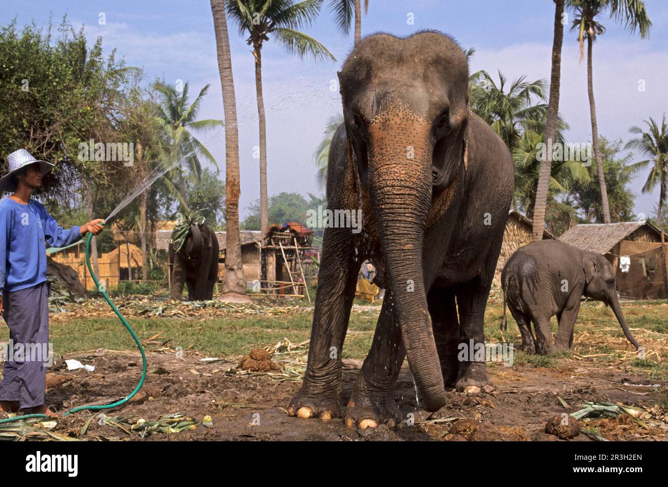 Asian elephant, Indian elephant, asian elephants (Elephas maximus ...