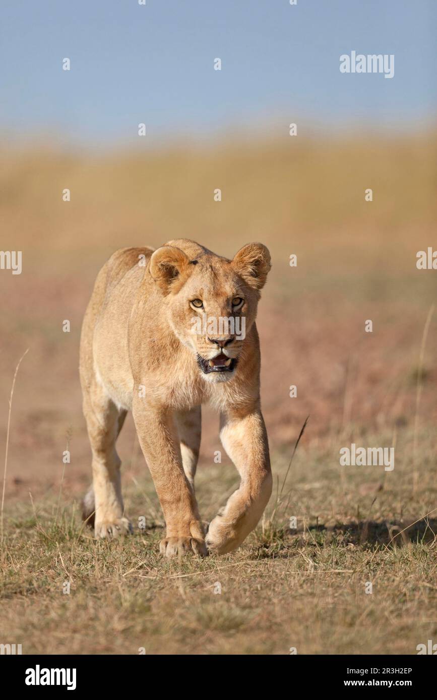 African Lion Lion, lions, predators, mammals, animals, Masai massai ...