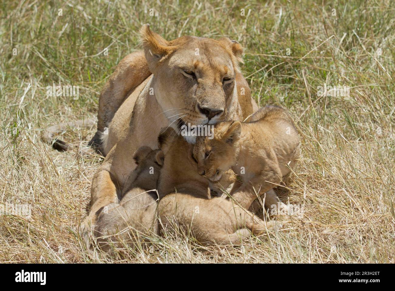African Lion Lion, lions, predators, mammals, animals, Masai massai ...