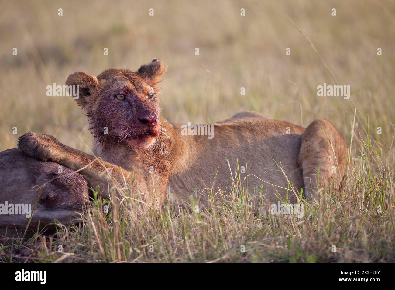 African Lion Lion, lions, predators, mammals, animals, Masai massai ...
