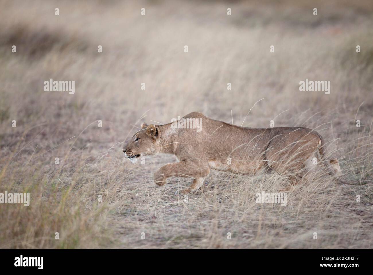 African Lion Lion, lions, predators, mammals, animals, Masai massai ...