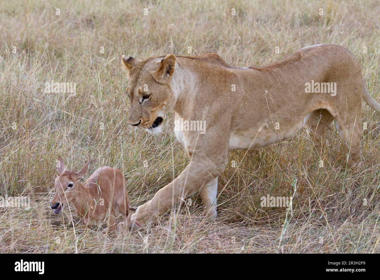 Calf hive hi-res stock photography and images - Alamy