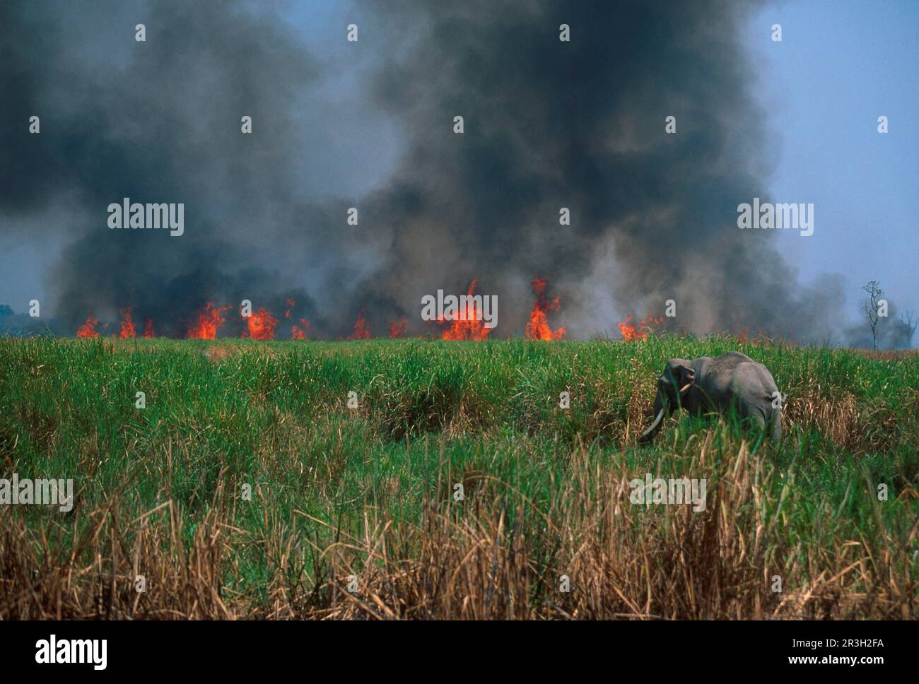 Asian elephant, Indian elephant, asian elephants (Elephas maximus ...