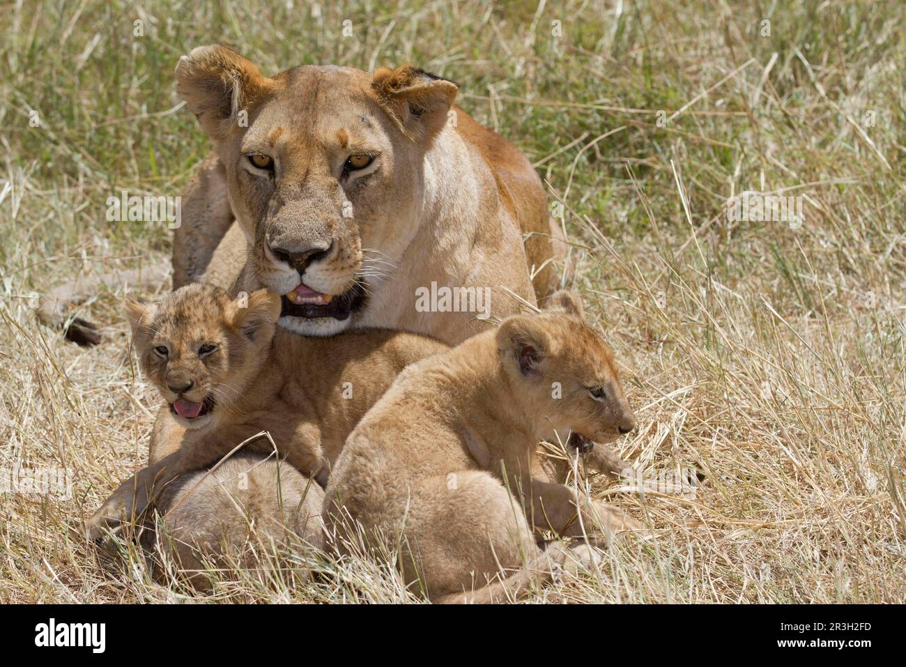 African Lion Lion, lions, predators, mammals, animals, Masai massai ...