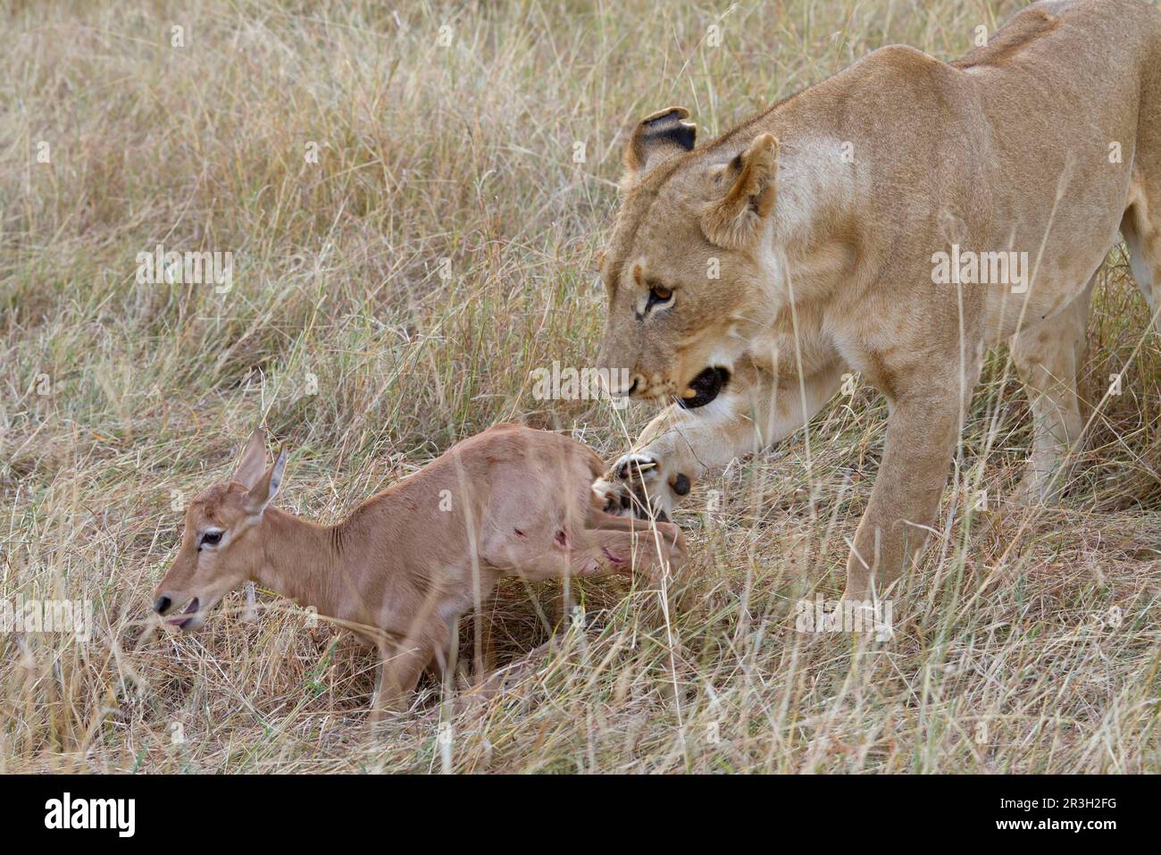 Lion calf hi-res stock photography and images - Alamy