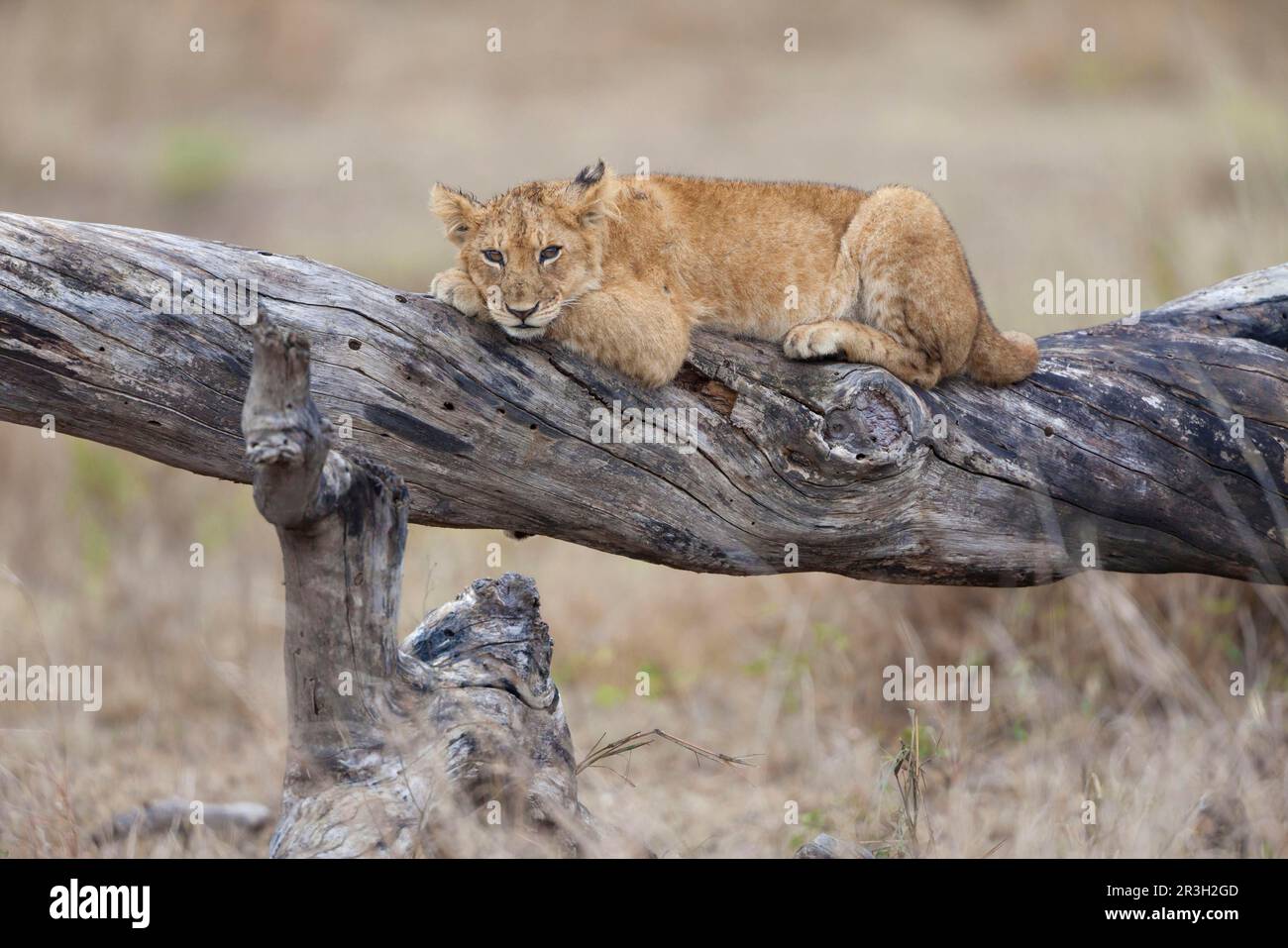 African Lion Lion, lions, predators, mammals, animals, Masai massai ...
