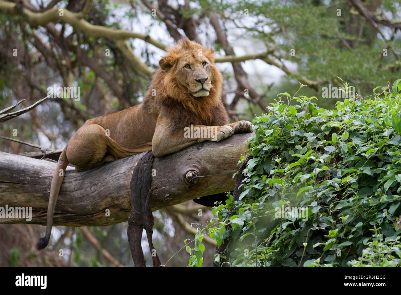 African Lion Lion, lions, predators, mammals, animals, Masai massai ...