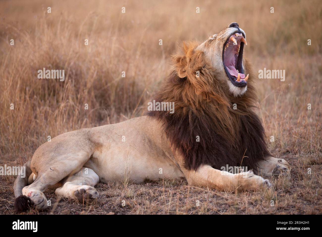 African Lion Lion, lions, predators, mammals, animals, Masai massai ...