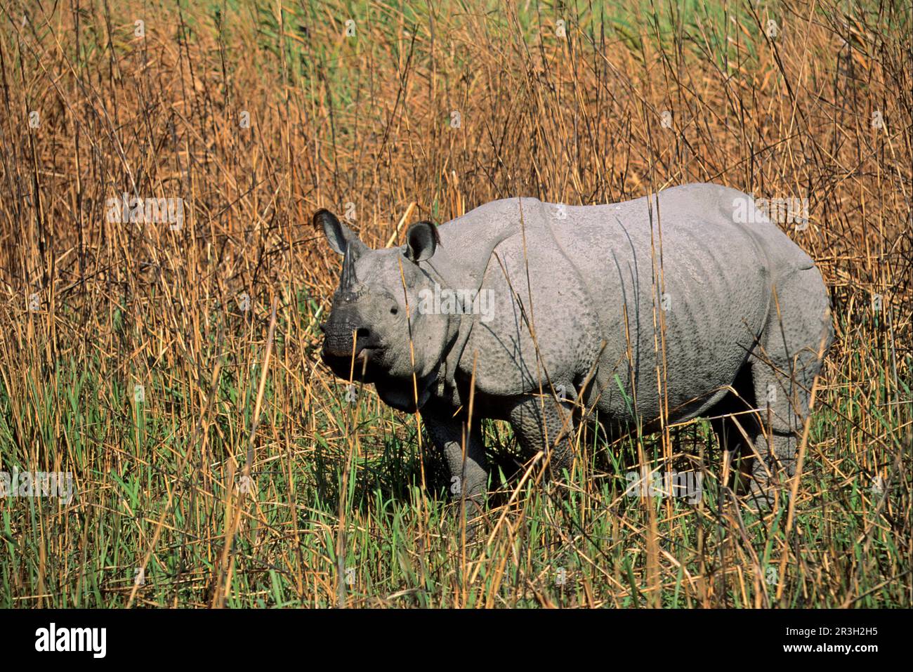 ungulates, rhinoceros, rhinoceros, mammals, animals, odd-toed ungulates ...