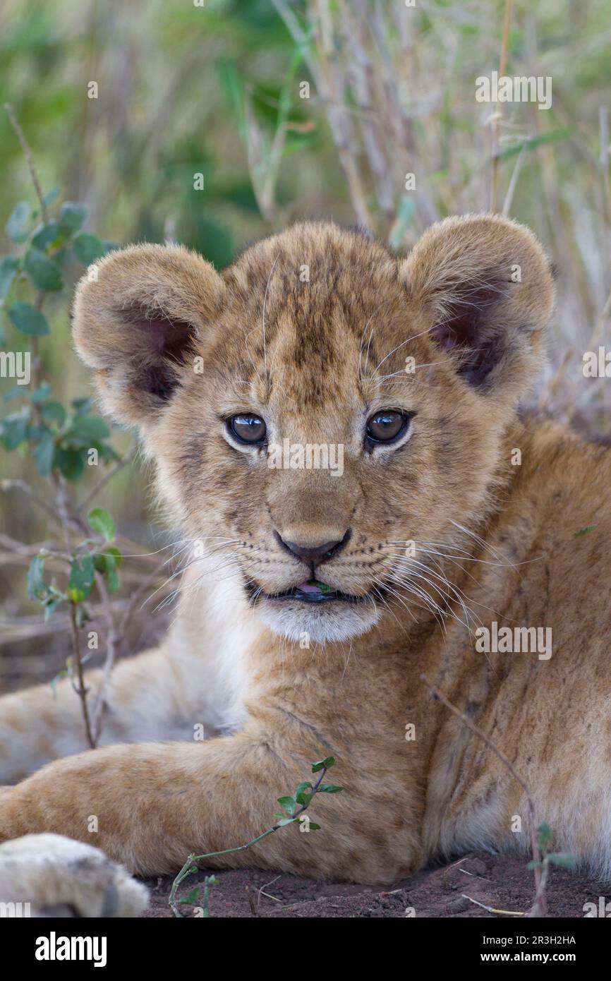 African Lion Lion, lions, predators, mammals, animals, Masai massai ...