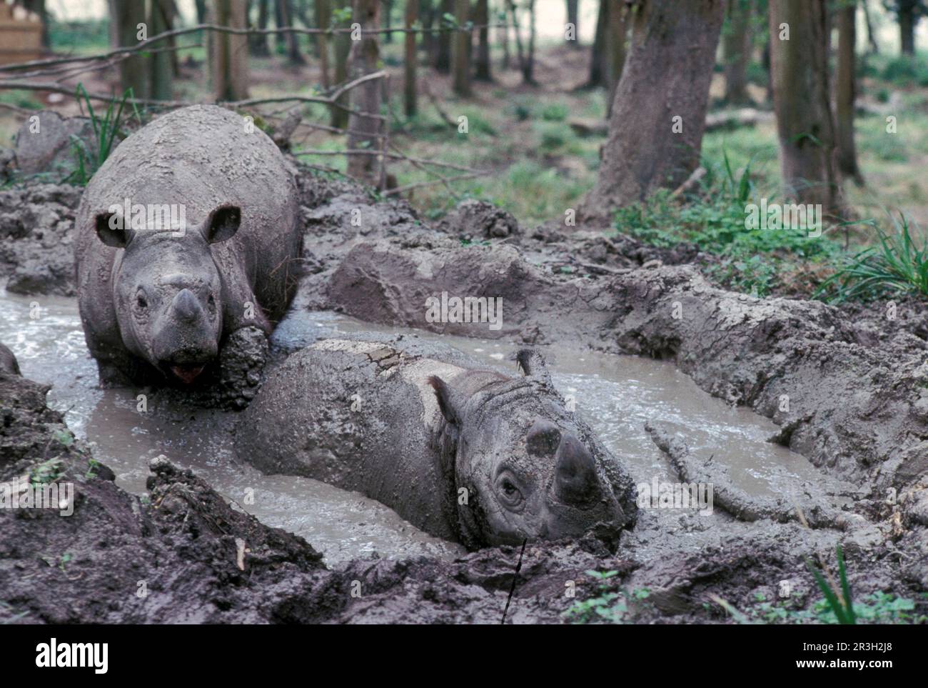Sumatran rhinoceros (Dicerorhinus sumatrensis), sumatran rhinoceros ...