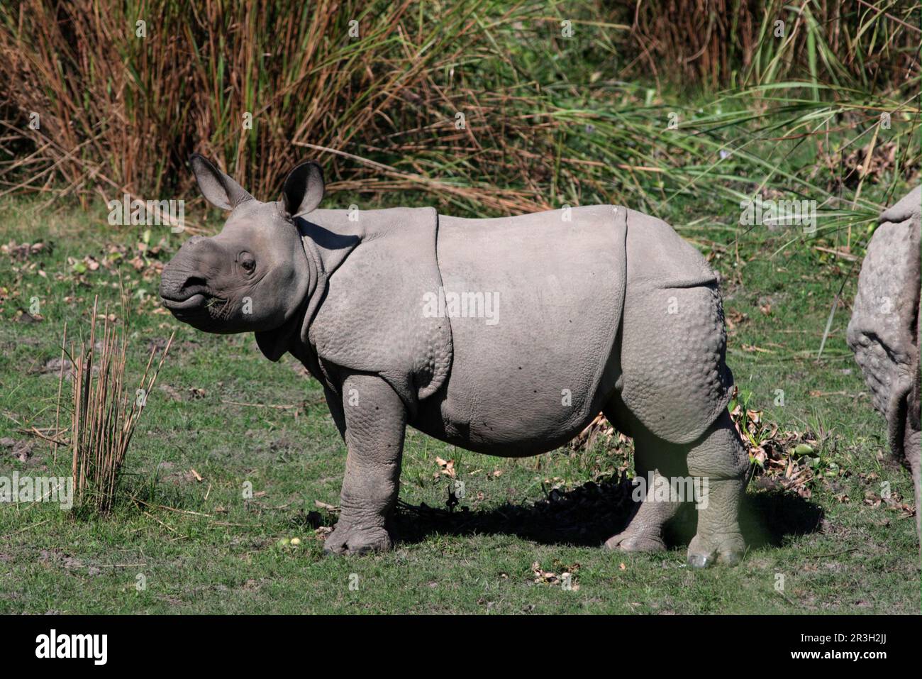 Animals of assam hi-res stock photography and images - Alamy