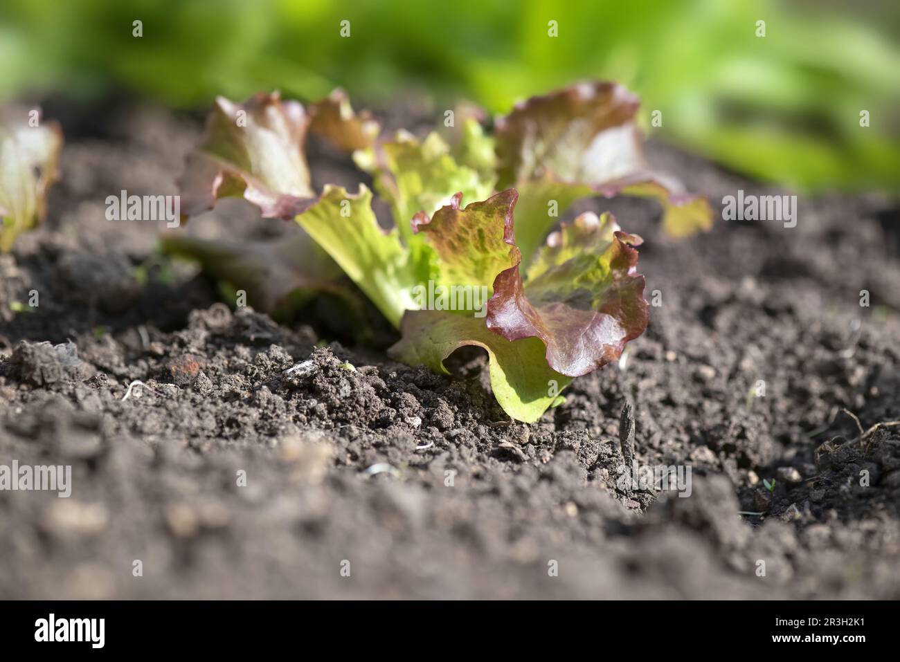 closeup on young red and green lettuce growing in the soil Stock Photo ...
